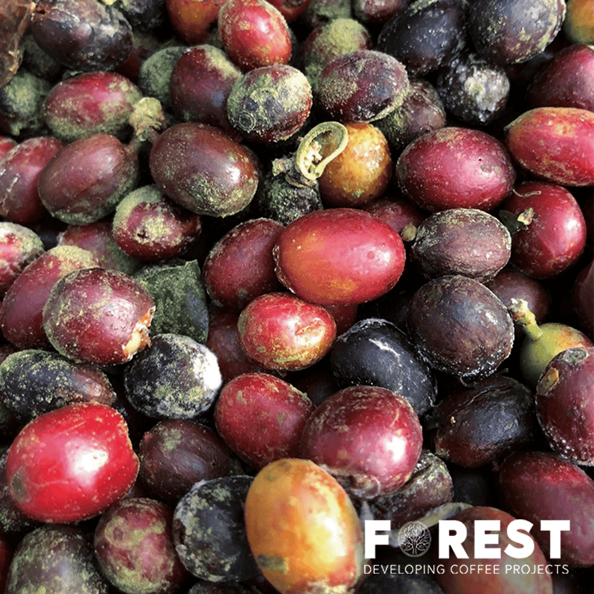 Brewing the Future: My Koji Coffee Experiment at El Vergel Farms